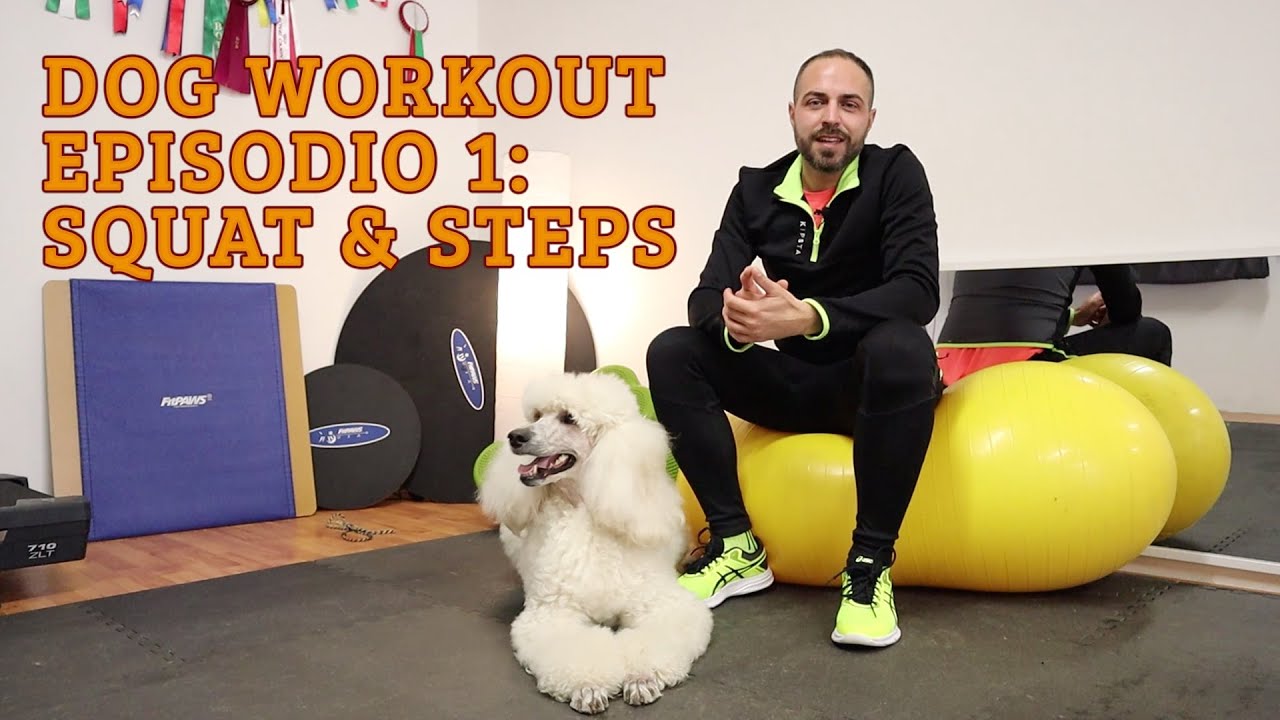 DOG WORKOUT [Lezione 1: Squat & Steps] - FITNESS A 6 ZAMPE - YouTube