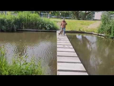 Stichting Hobodogs: Tao (juni 2024) - YouTube