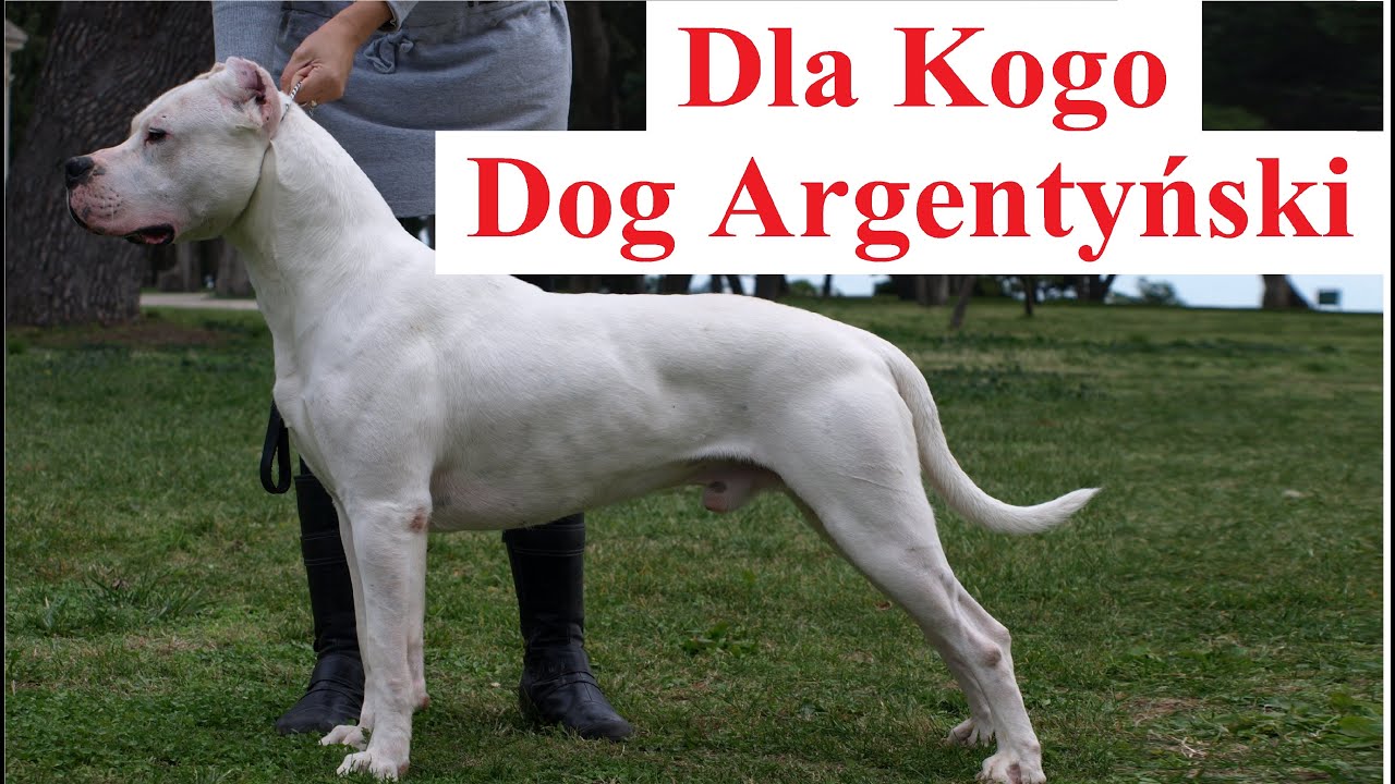 Dla Kogo Dog Argentyński - YouTube