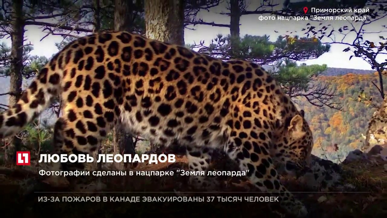 Спаривание дальневосточных леопардов впервые попало на камеры Youtube