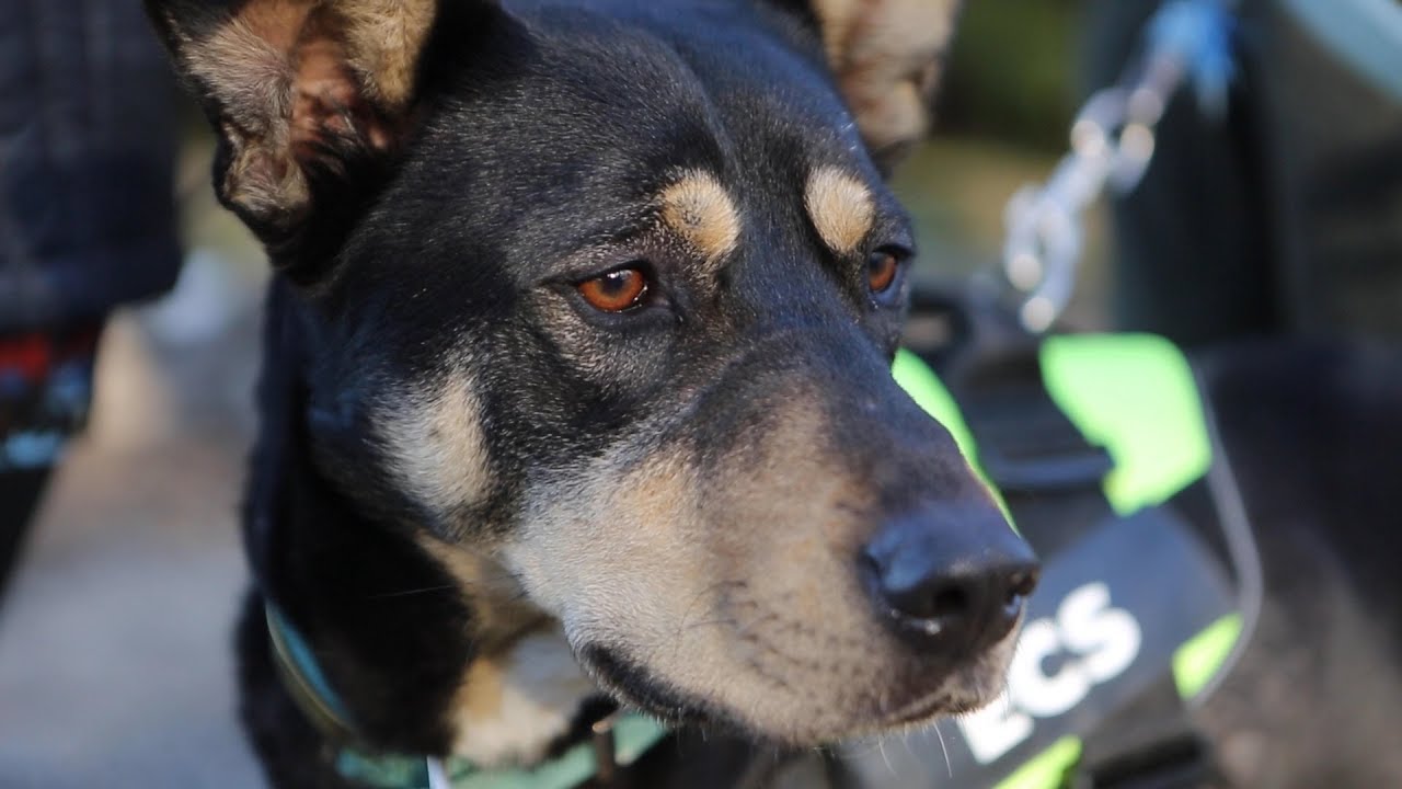 These poo-sniffing dogs are helping to save the environment - YouTube