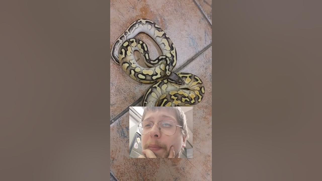 Help us ID these Ball Pythons - YouTube