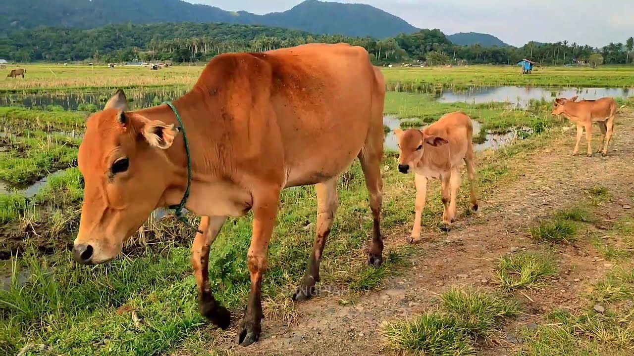 Video Sapi Lembu Jinak - anak sapi Lucu Lagi Makan di Ladang - YouTube