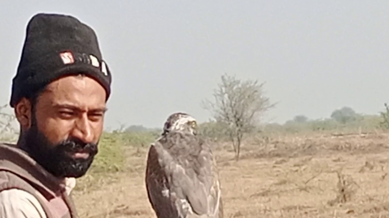hunting of rabbit and patraiges with goshawk||goshawk hunting - YouTube