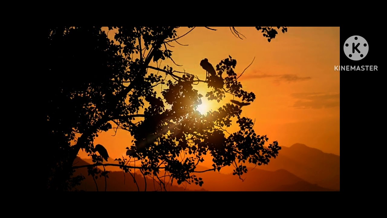 Muzica odihnitoare pentru relaxarea mintii si eliberarea stresului ...