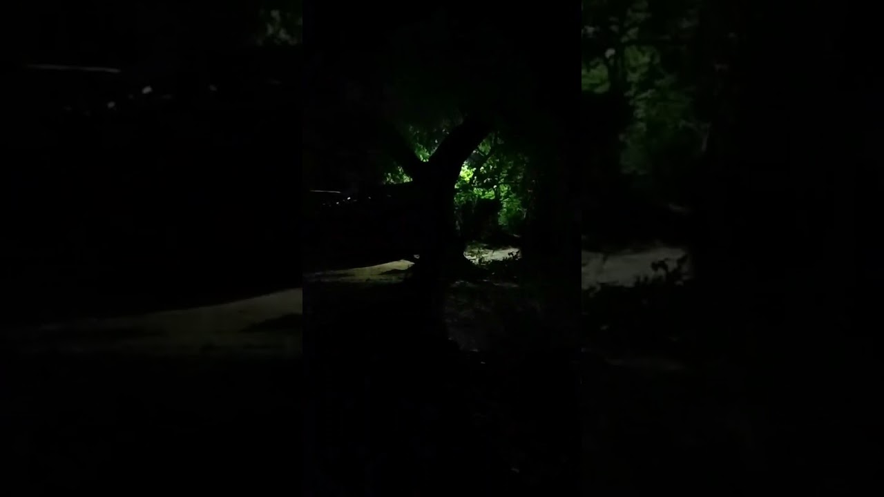 Tree back-side ghost | - YouTube