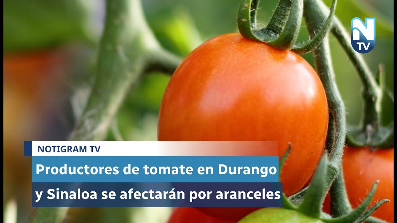 Productores de tomate en Durango y Sinaloa se afectarán por aranceles ...