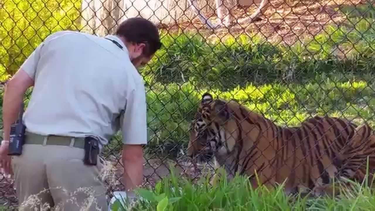 Tiger Feeding session - YouTube