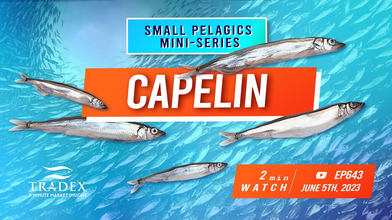 3MMI - Capelin: Nutrient-Rich, Quotas Slashed, Rock Steady Pricing - YouTube