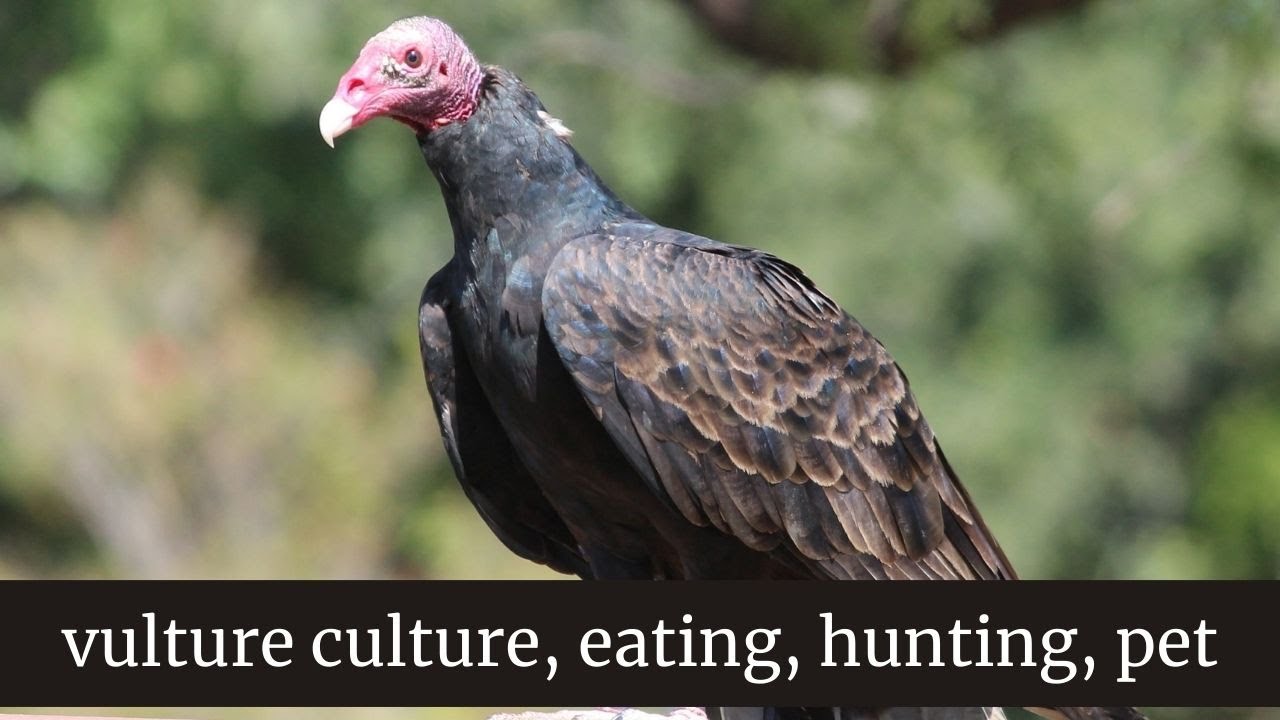 Vulture: The Bird’s Appearance and Behavior, vulture attack, vulture ...