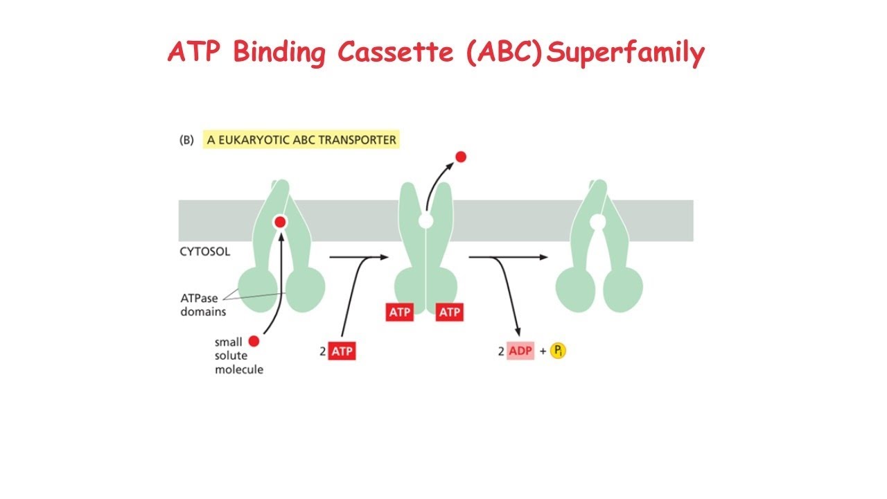 ABC Superfamily: ATP driven Pumps; Multidrug resistance (MDR); TAP ...