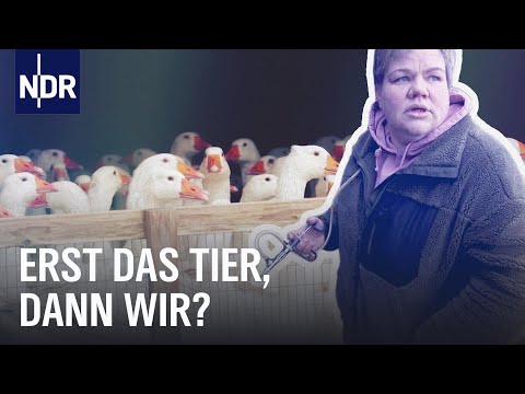 Von Vogelgrippe bis Schweinepest: Gefahr aus dem Stall? | Doku | NDR Story
