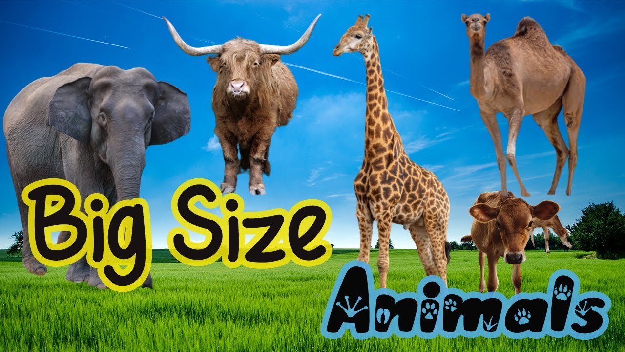 Big Size Animal | Elephant Giraffe Cow Bull Bear Animal Sound - YouTube