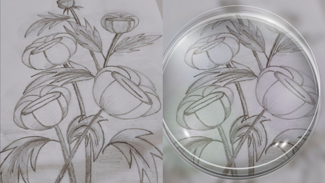 ️ pencil art/How to draw flower without colour/easy drawings/How to ...