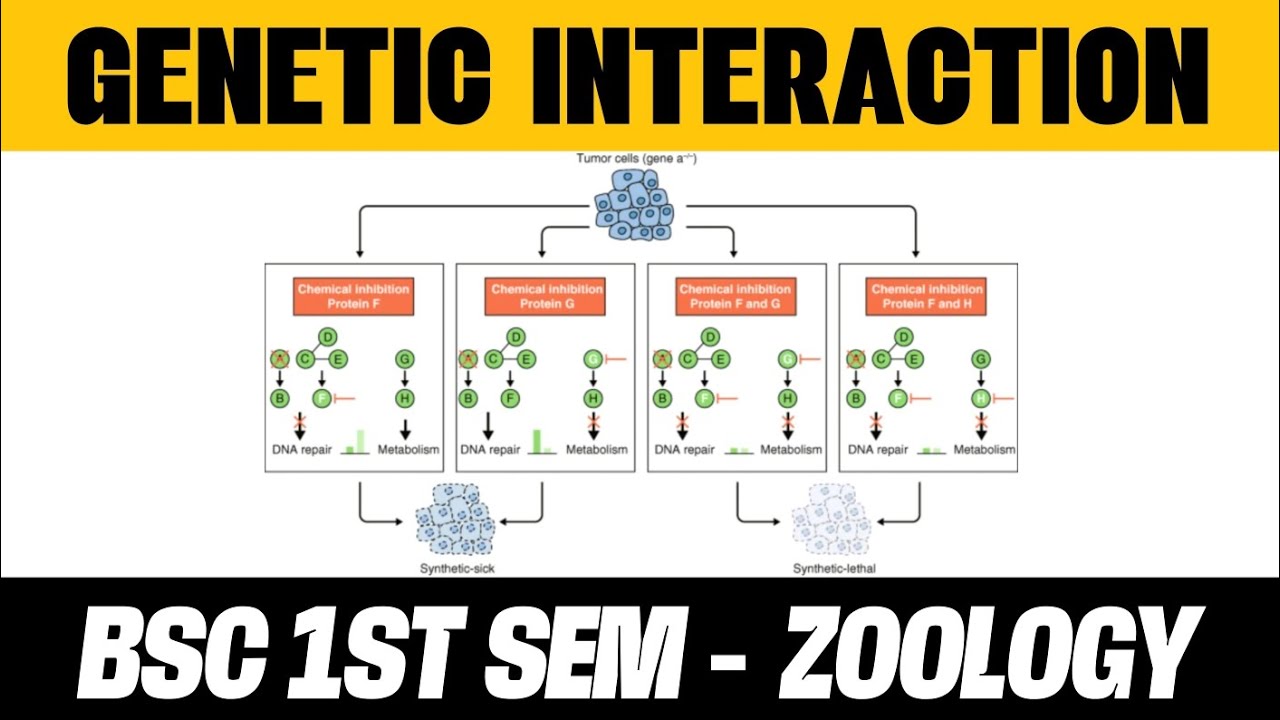 Genetic Interaction Notes in Hindi | BSC 1 SEMESTER ZOOLOGY | R Study ...