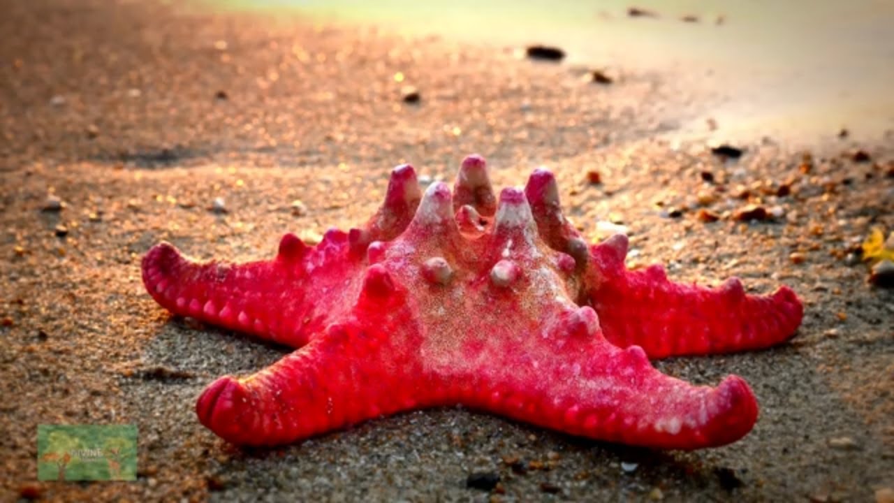 Starfish Wonders: God's Oceanic Artistry Revealed! | Divine Designs ...
