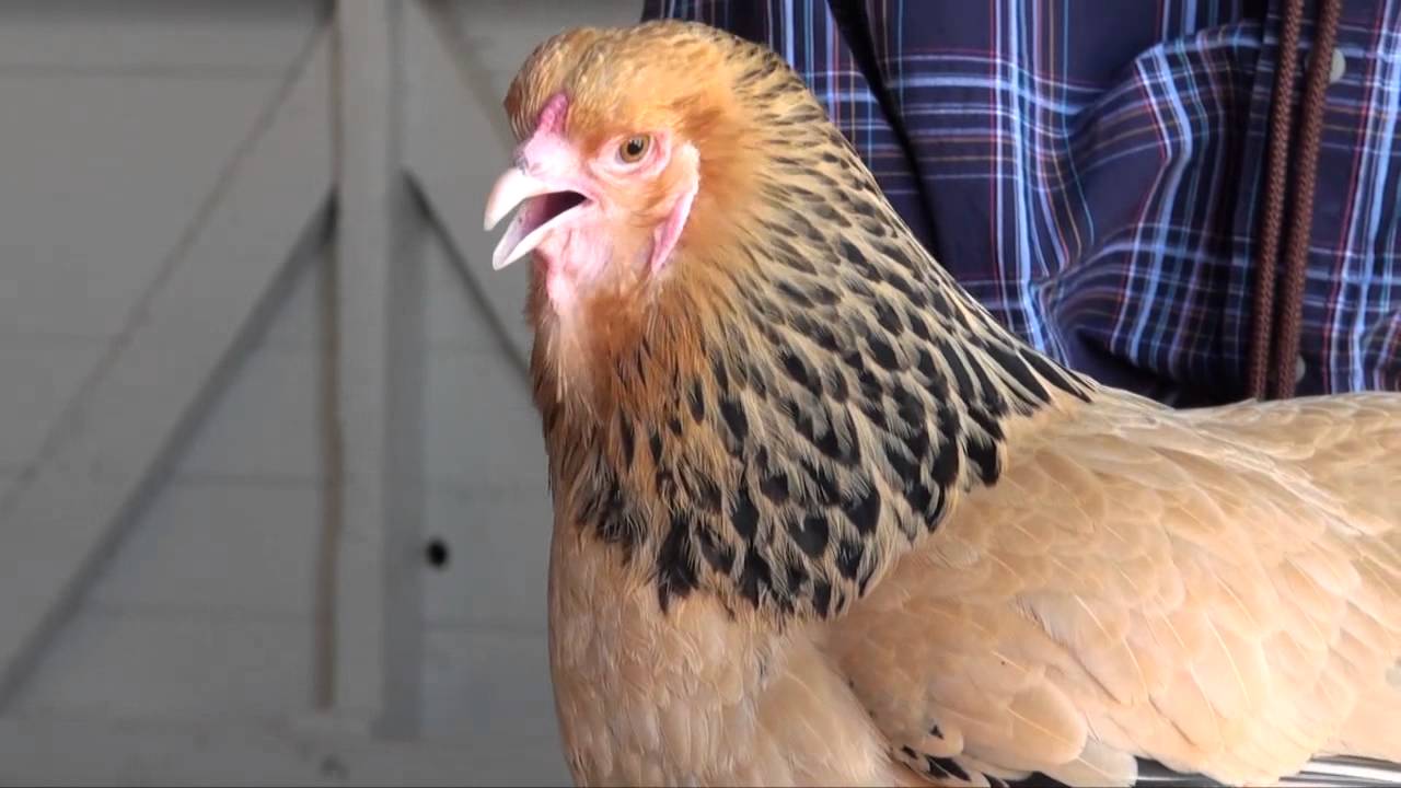 Champion chickens - YouTube