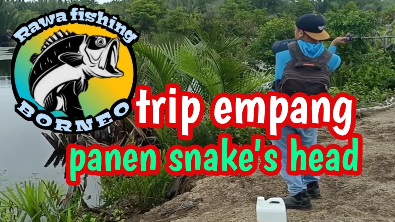 Mancing Empang, Trip Rawa fishing. ||Panen Snakehead - YouTube
