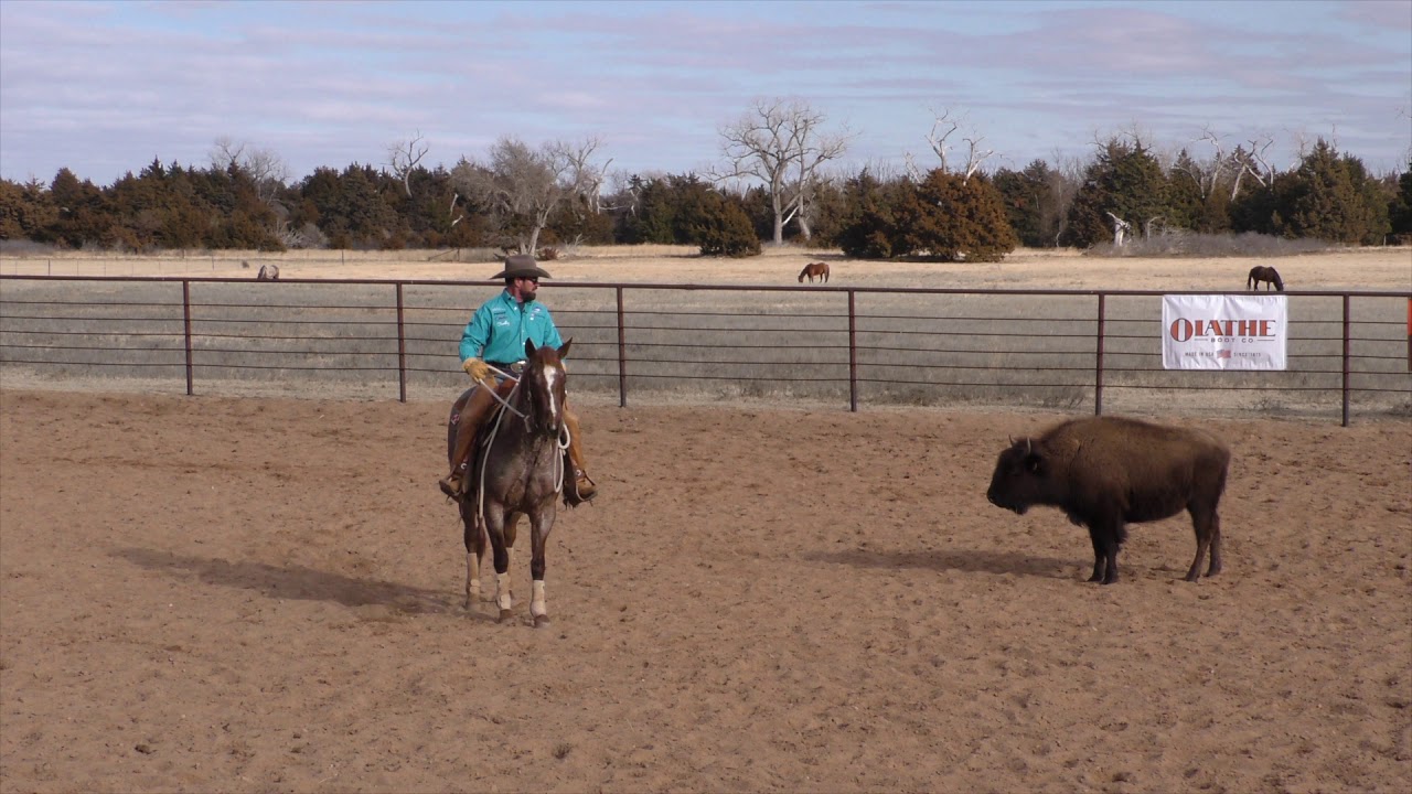 Working Buffalo "intro" S14E1 - YouTube