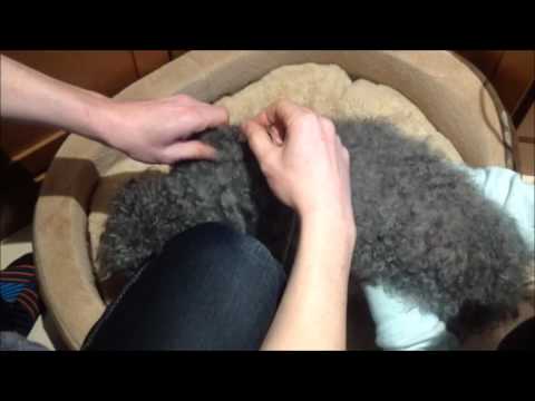 How to Administer Subcutaneous (SQ) Fluids At Home To Your Dog - YouTube