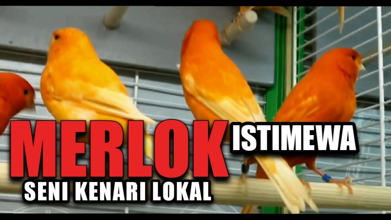 Kenari merah lokal(MERLOK)Red variant - YouTube