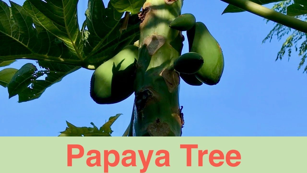 Papaya Tree - YouTube