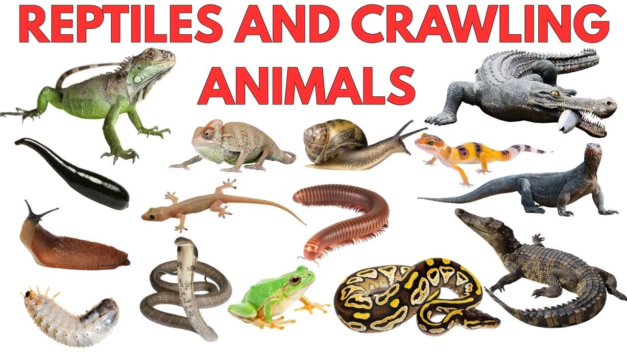 Crawling Animals for Kids | Learn Reptiles, Bugs & Insects with ...