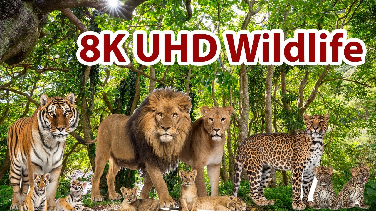 8K UHD Wildlife | Most Beautiful Animals in the World | Cinematic ...