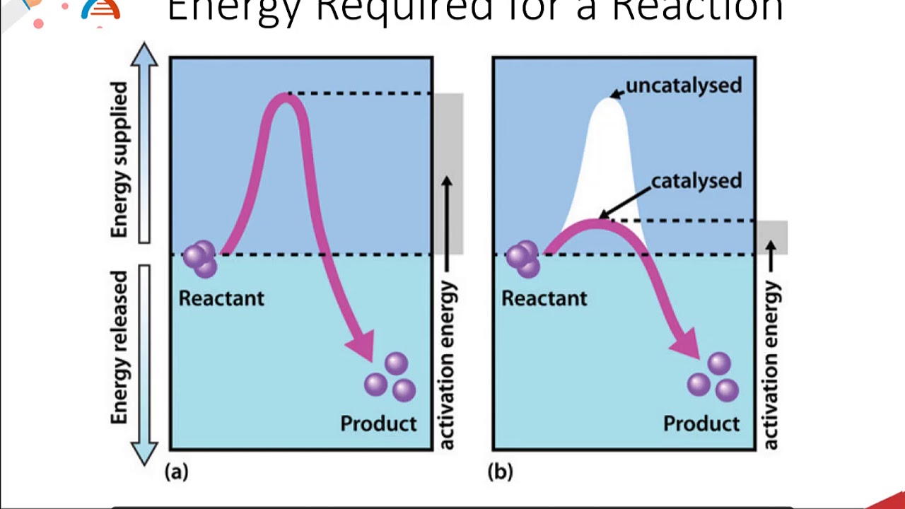 CH450 Chapter 6.3 & 6.4 - Enzyme Substrate Binding and Reaction ...