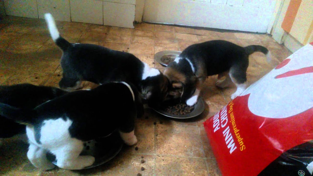 Beagle breakfast time so funny&cute😍😍😍🐶🐶🐶 - YouTube