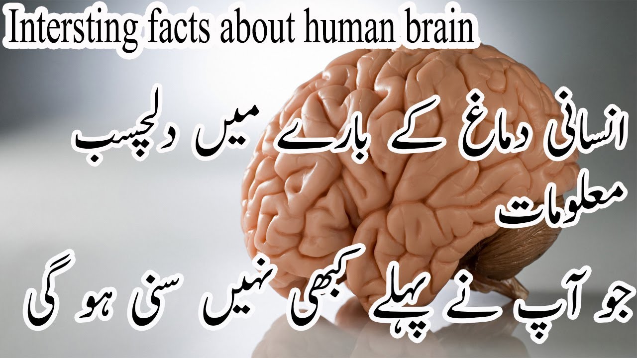 Interesting Facts About Human Brain in Urdu Hindi trending viral interesting-facts-about-human-brain-in-urdu-hindi-trending-viral