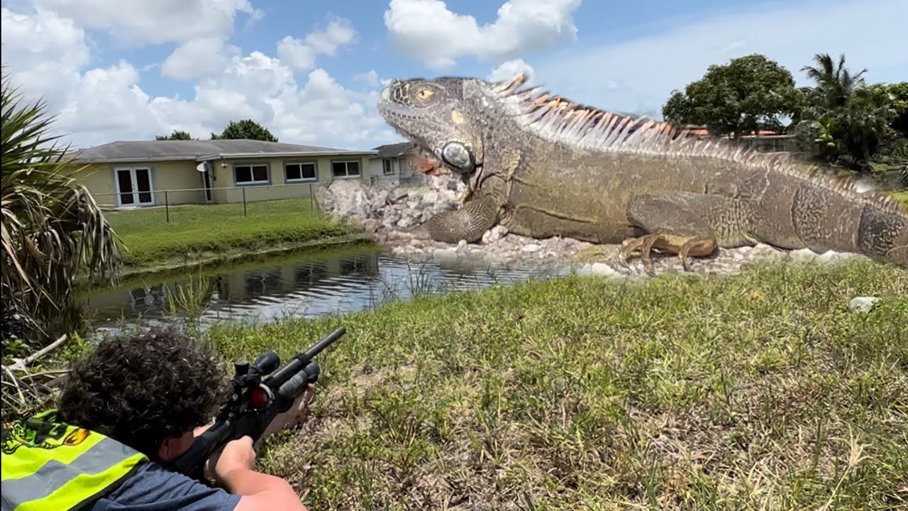 .22 Cal Semi Auto Air Rifle Iguana Hunting! - YouTube