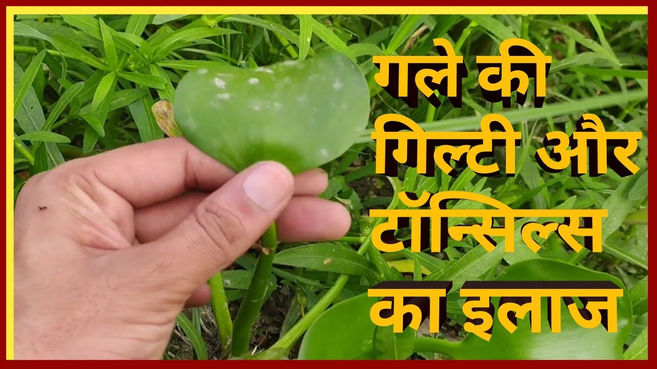 एक बार लगा लो गले में गिल्टी या टॉन्सिल्स का बढ़ जाना लगाते ही जड़ से ...