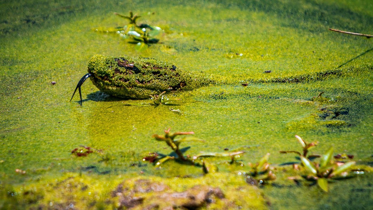 Python Vs Duck: On The Hunt | Amboseli Safari - YouTube
