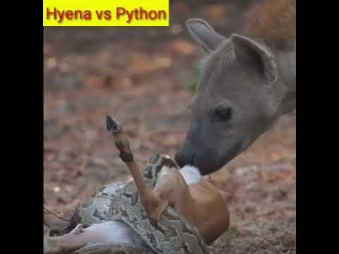 अजगर ने हिरण के बच्चे को पकड़ा लेकिन जरख ने शिकार छीना । Python fight ...