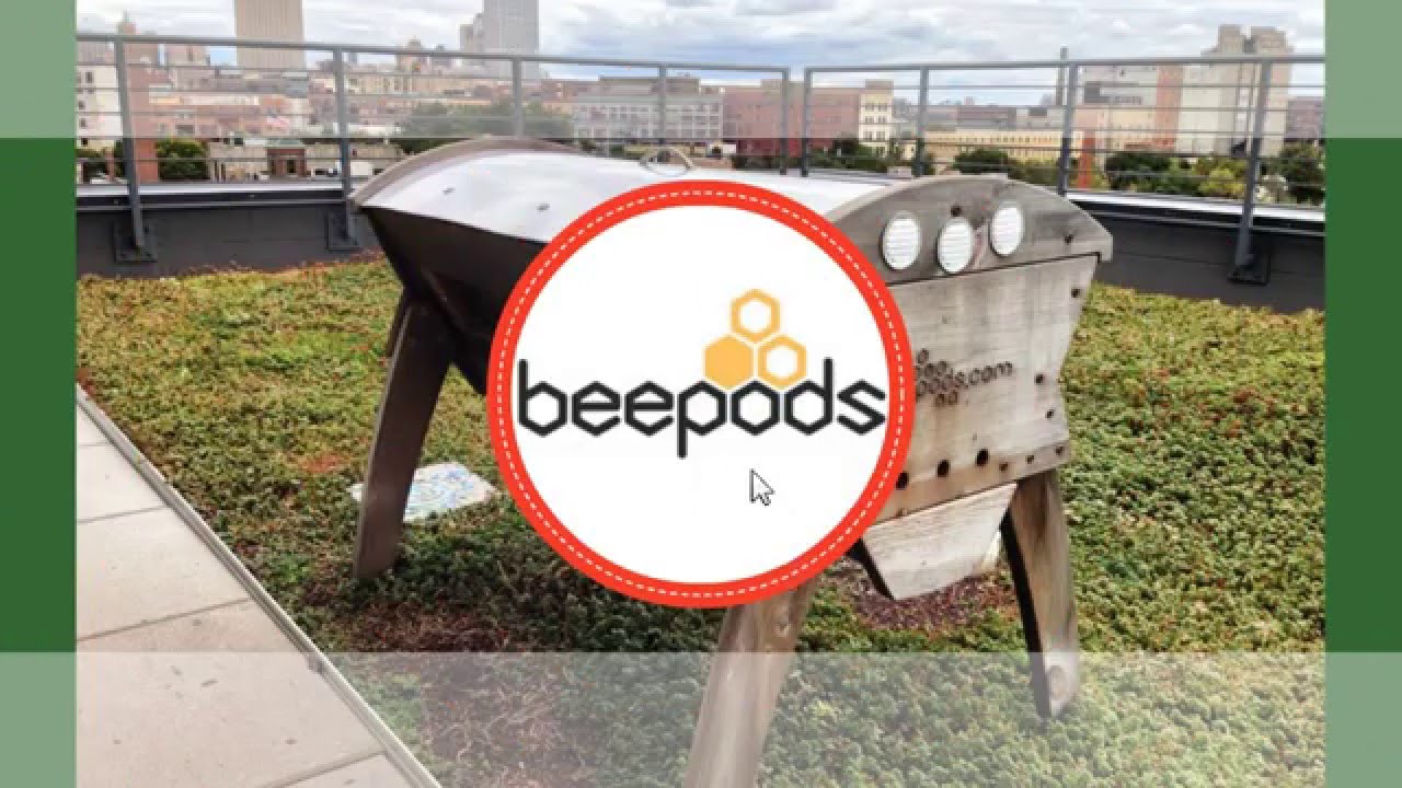 Beepods Complete Beekeeping System - YouTube