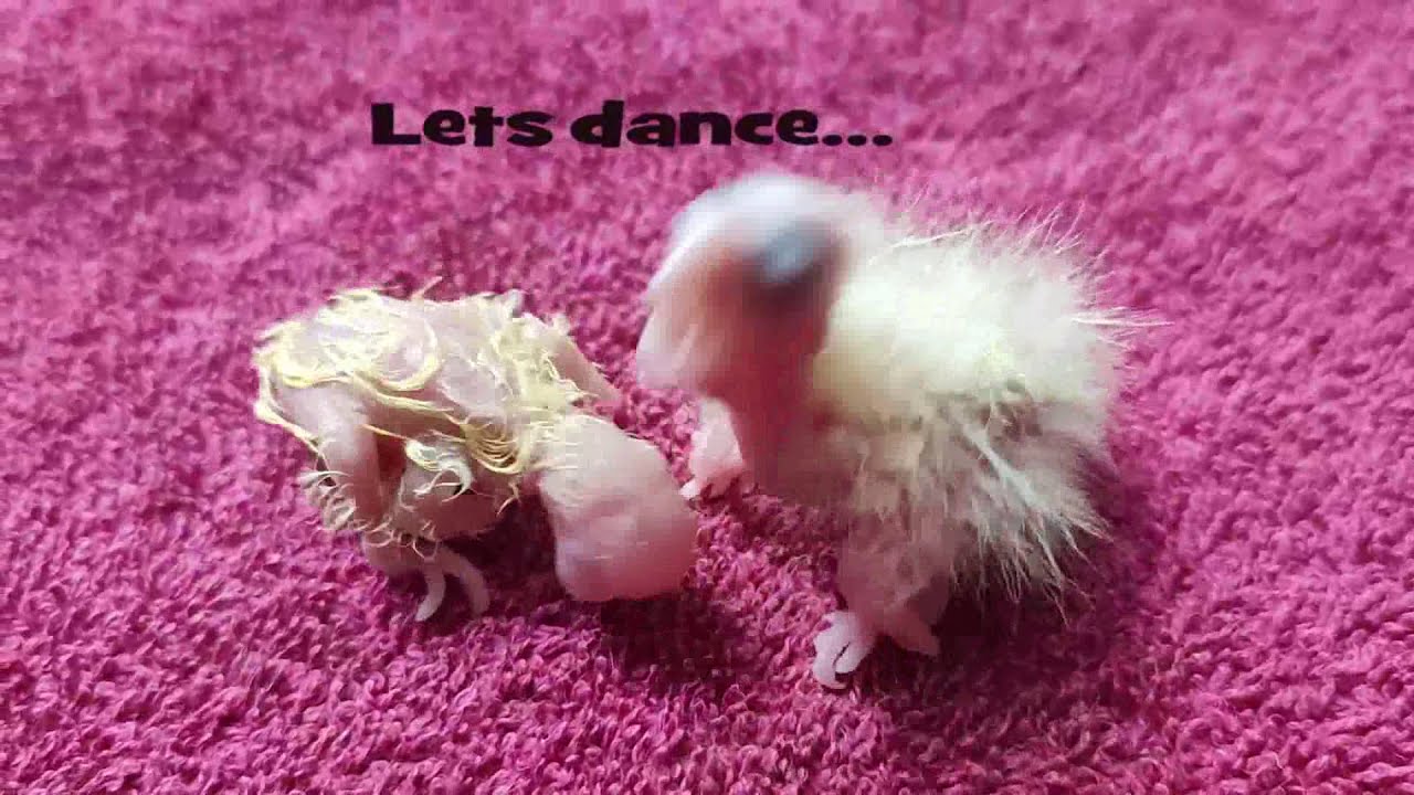 How To Handfeeding 2 Days Old Cockatiel Chick Proper Guide To Feeding