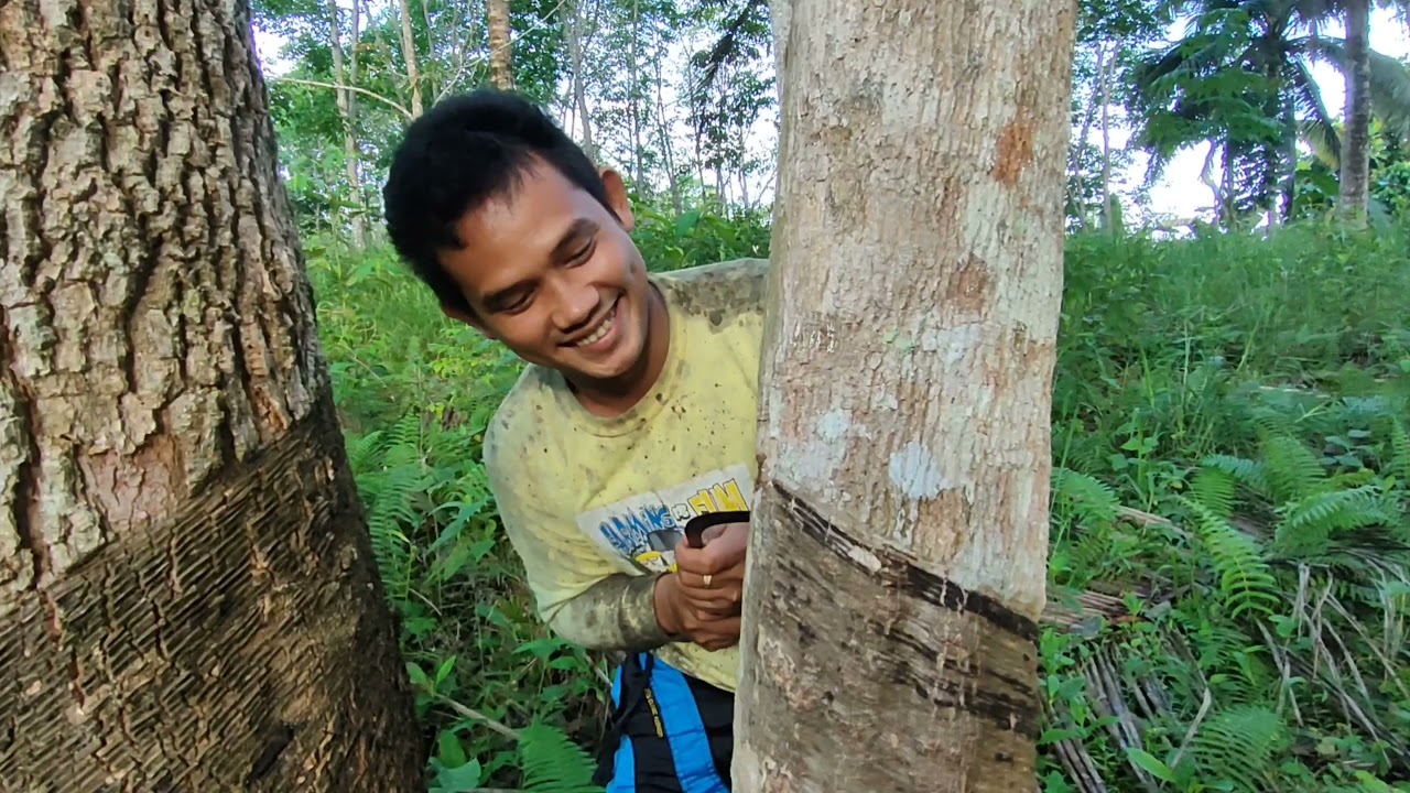 Buhay Rubber Tapper Part 1- Rubber Tapping in Mindanao, Philippines ...