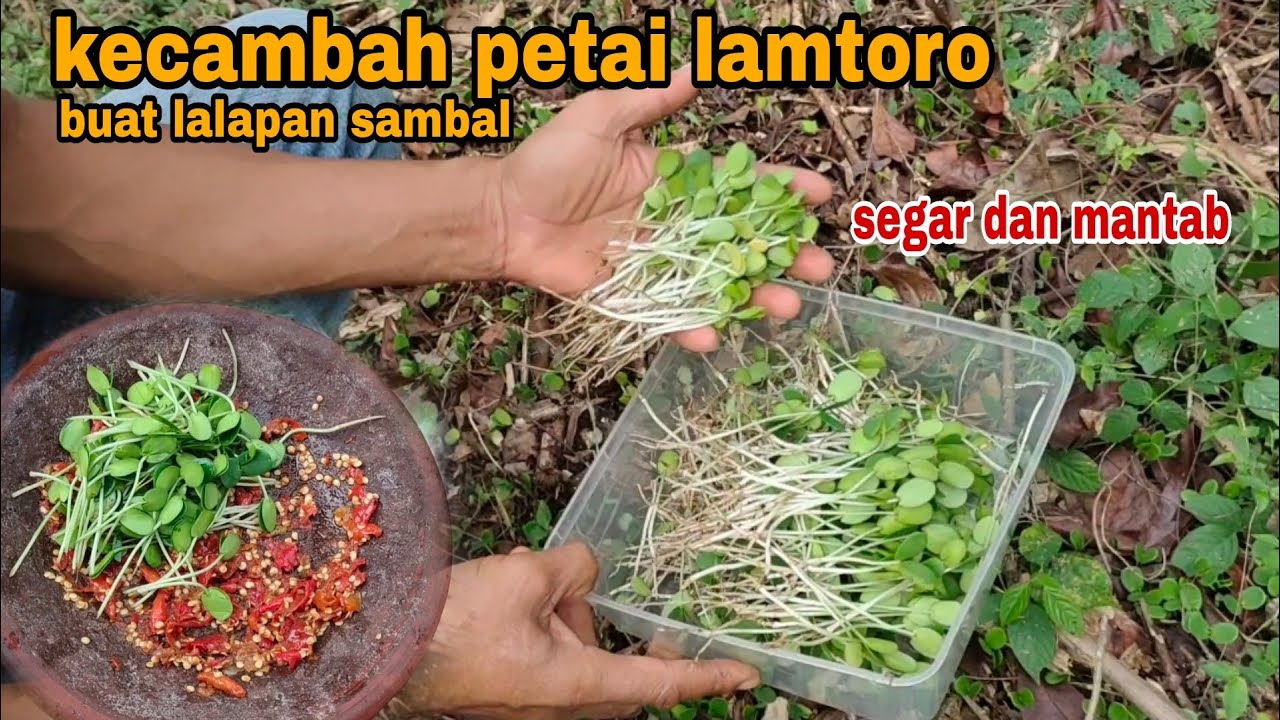 Lalapan kecambah petai lamtoro dan sambal mentah - YouTube