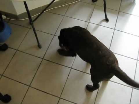 Toni - Finch 2 - YouTube