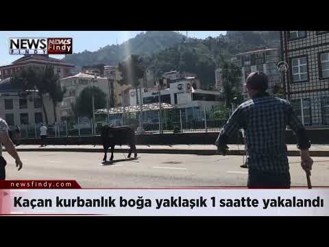 Kaçan kurbanlık boğa yaklaşık 1 saatte yakalandı