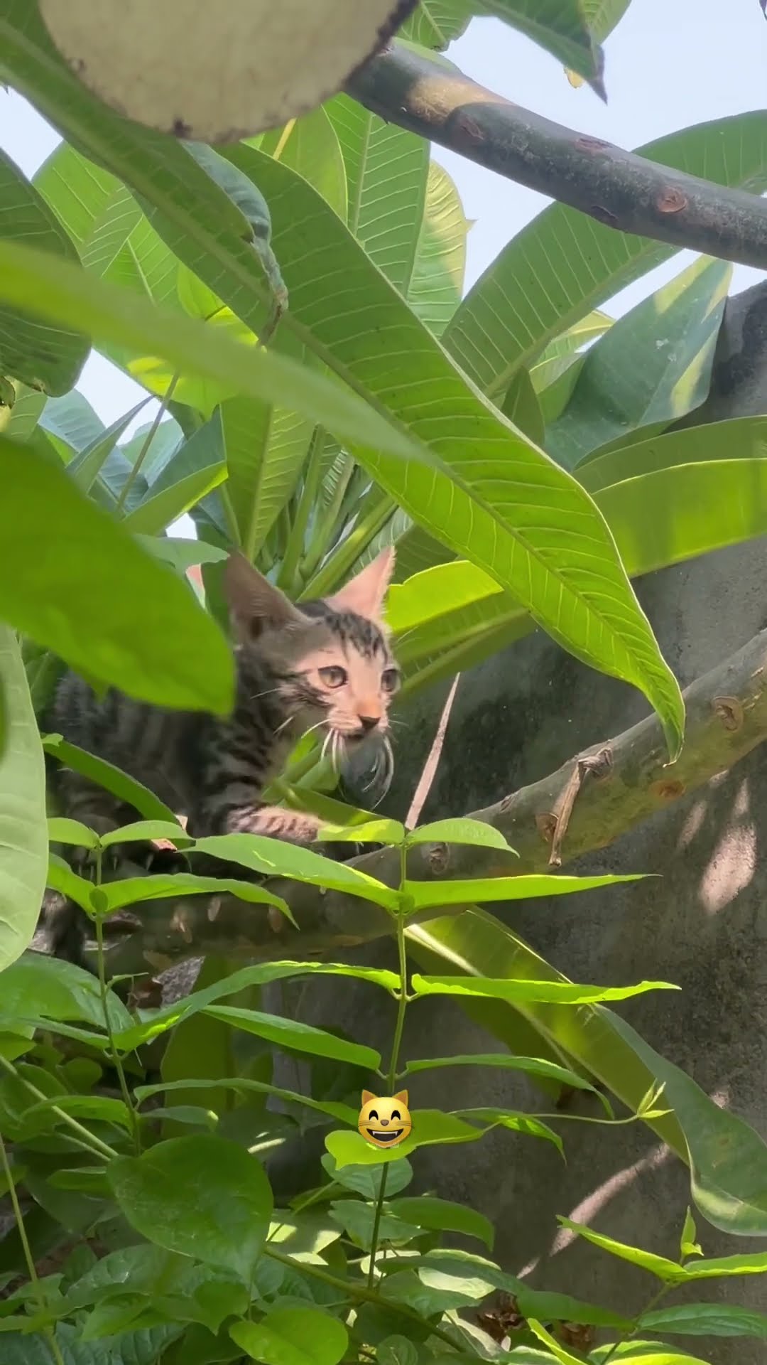 mama cat calling kittens - YouTube