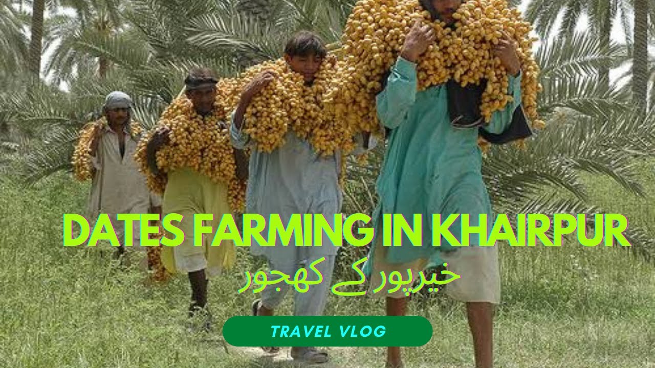 Dates Palm Harvesting 🌴🌴 Dates Farming in Pakistan #vlog #youtuber ...