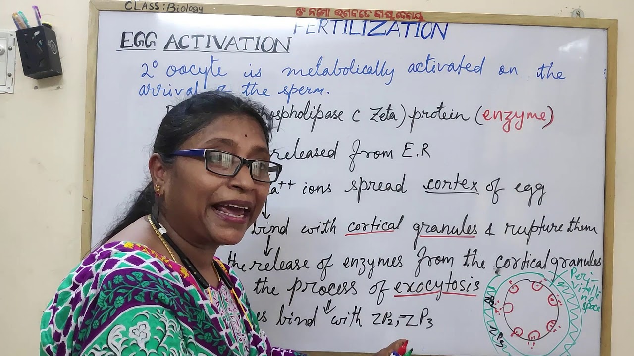 Fertilization Part-7 (Egg Activation) - YouTube