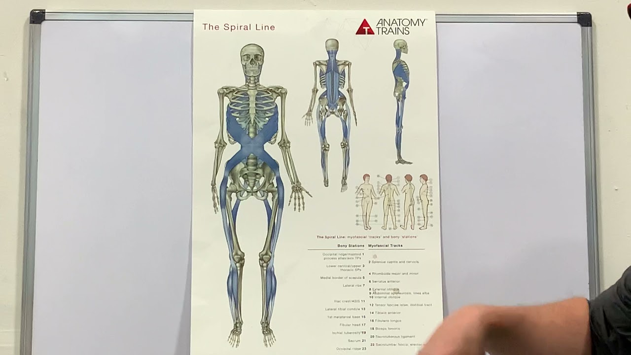Anatomy Trains Spiral Line - YouTube