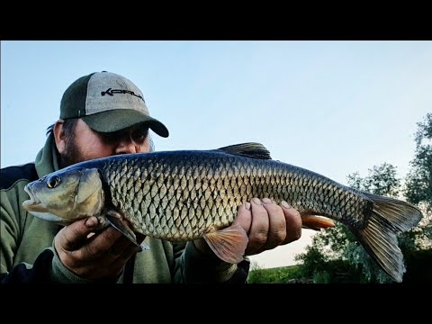 RIVER RIBBLE BARBEL AND CHUB FISHING - YouTube