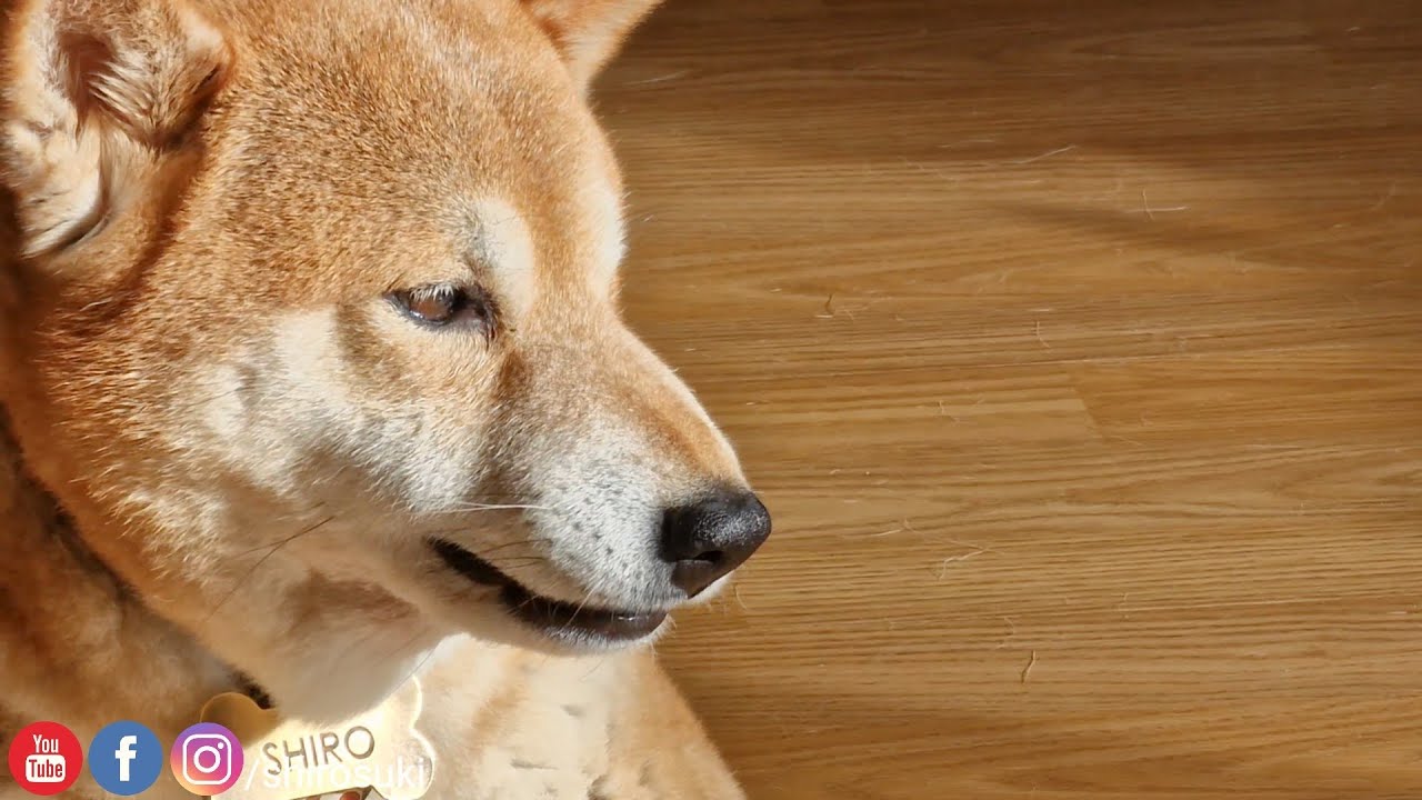 Shiro, why so spicy? - YouTube