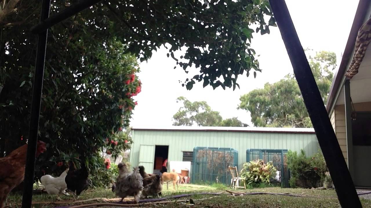 Chicken stampede - YouTube