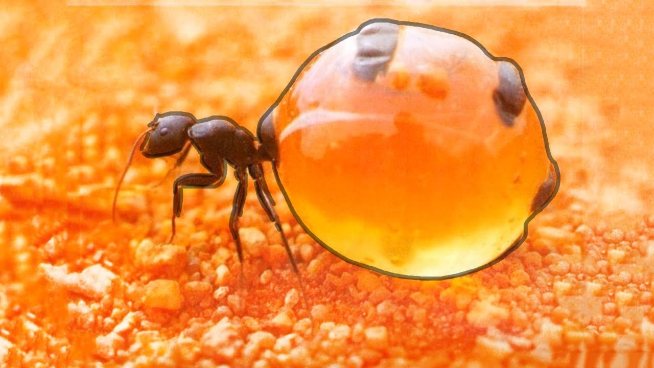 Um dos melhores insetos pra COMER - YouTube