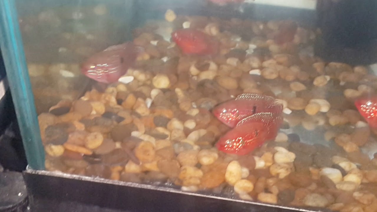 Shortbody Red Jewel cichlids (rare) - YouTube